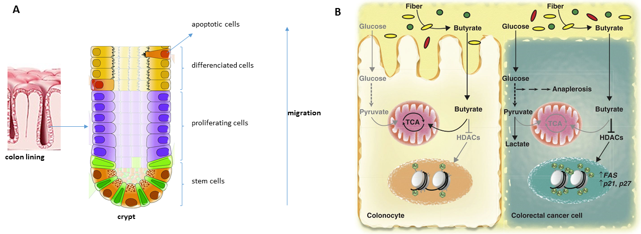 Butyrate The Holobiont